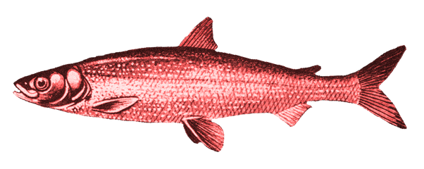 Real or a Red Herring? What Should Banks think of the Fintech Threat?